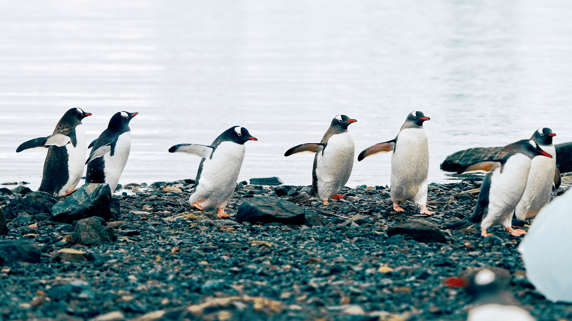 Access Travel Offers Exclusive Expeditions to Antarctica - Teal Magazine